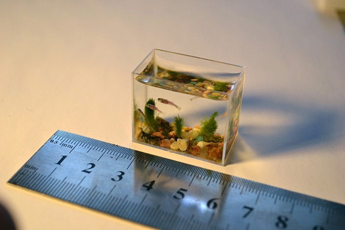 The World’s Smallest Aquarium | Amusing Planet